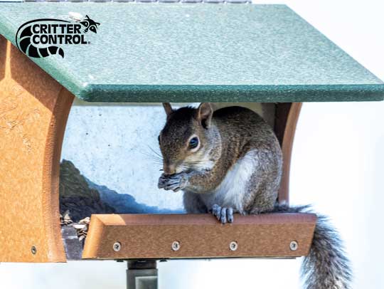 Squirrel Removal Georgetown, MA | Critter Control Boston