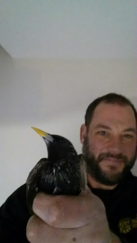 Wildlife Control Work | Critter Calls | Critter Control Boston