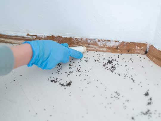 Effective Rodent-Proofing: Sealing Entry Points and Cracks | Critter ...