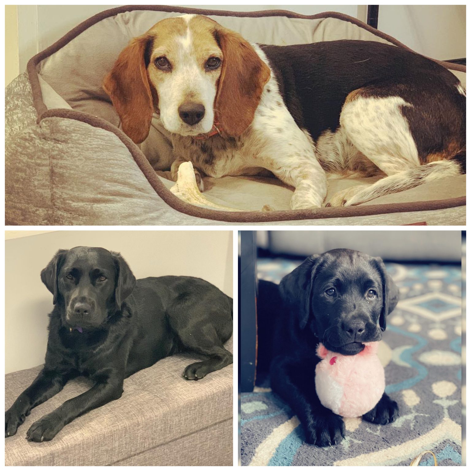 About Critter Control of Boston