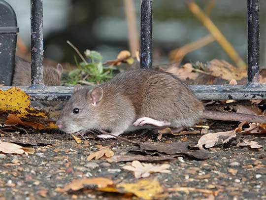 Non-Poisonous Rodent Control Options | Critter Control Boston