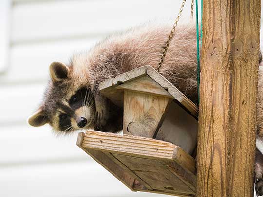 Raccoon Removal Dedham, MA | Critter Control Boston
