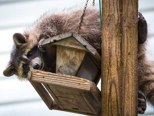Raccoon Removal in Quincy, MA | Critter Control Boston
