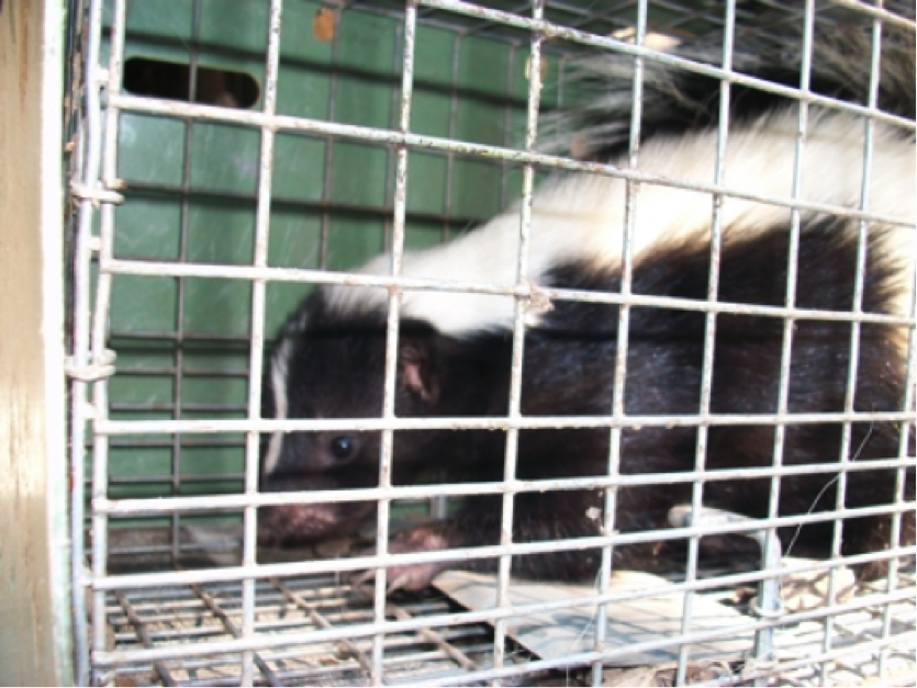 Skunk Control Services | Professional Boston Skunk Removal