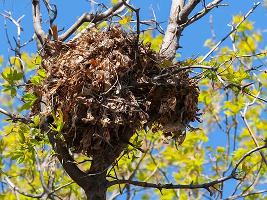 Squirrel Nest Removal: Ensuring Safe Relocation for Nuisance Wildlife ...
