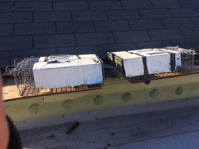 Wildlife Control Work | Critter Calls | Critter Control Boston