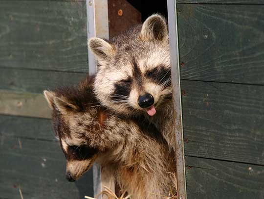 Tips and Tricks for Preventing Animal Control Problems in Boston ...