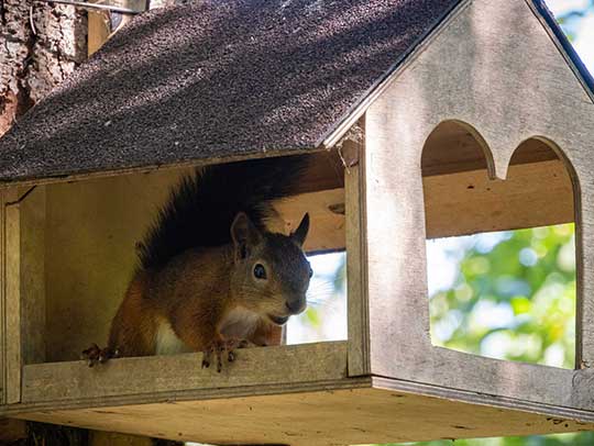 Top 10 Common Nuisance Wildlife and How to Identify Them | Critter ...