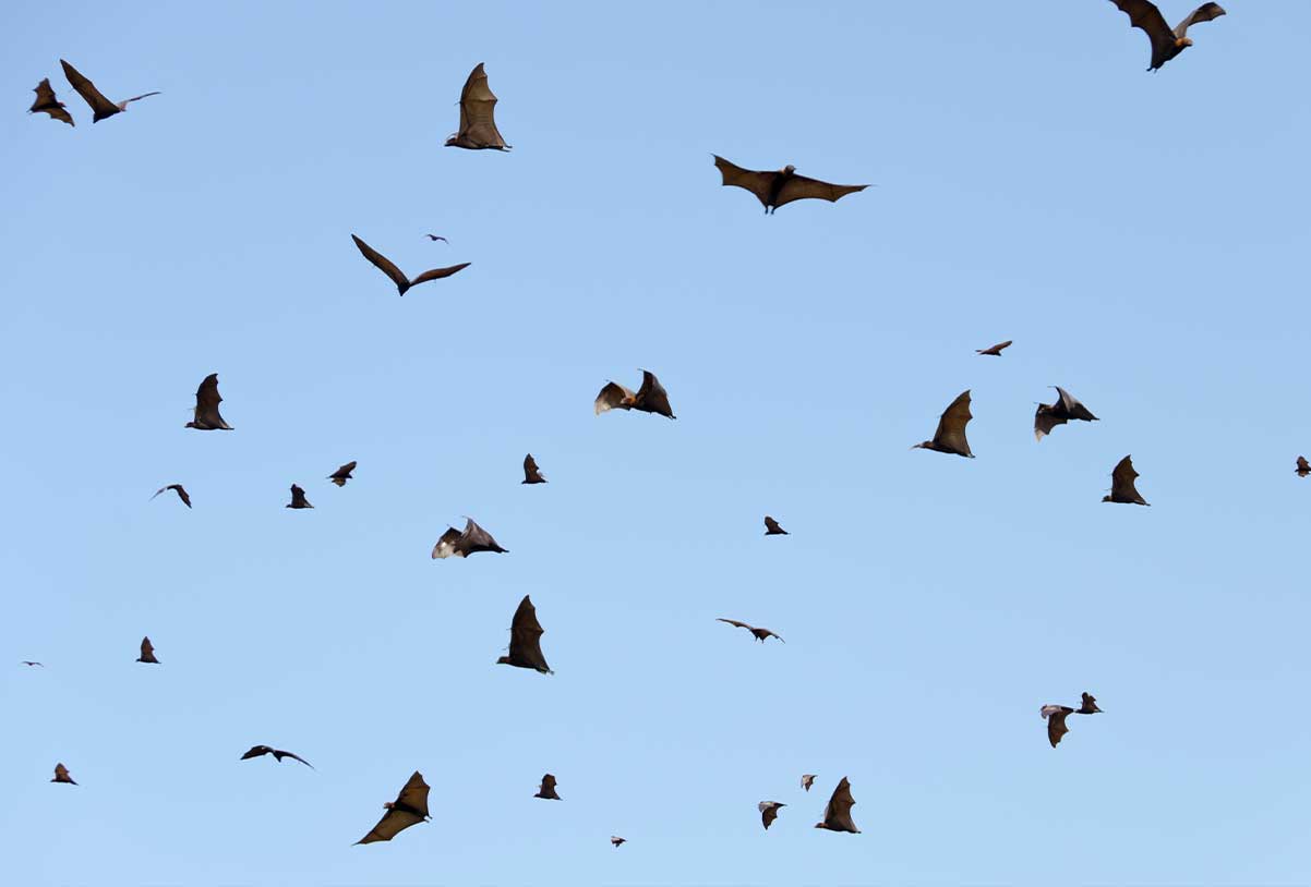 Bat Removal in Cambridge, MA | Critter Control Boston