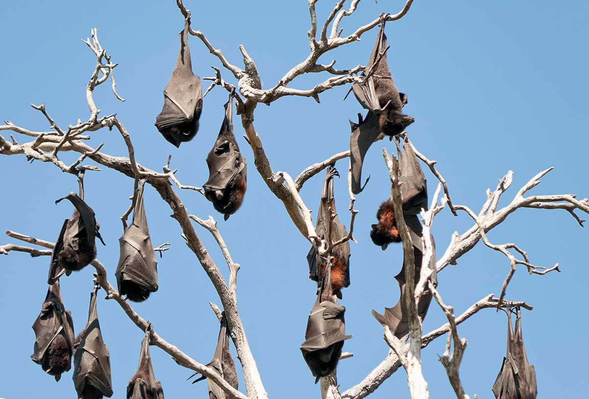 Bat Removal in Newton, MA | Critter Control Boston