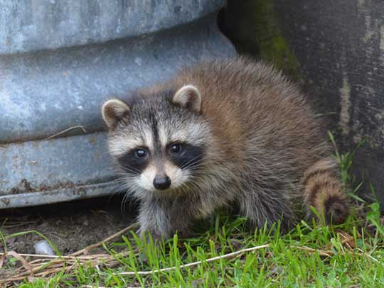 Critter Control® of Arlington, MA | Critter Control Boston