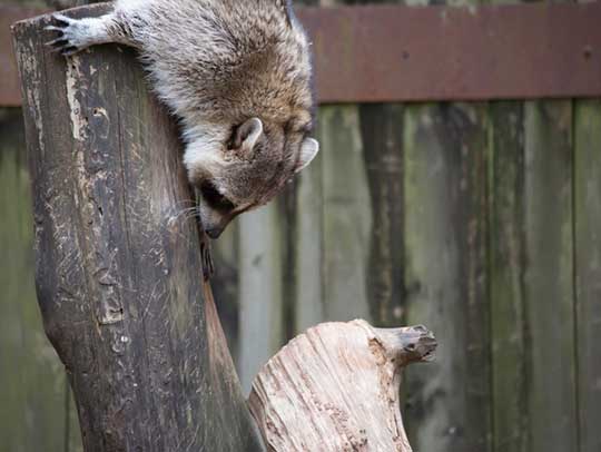 Critter Control® of Avon, MA | Critter Control Boston