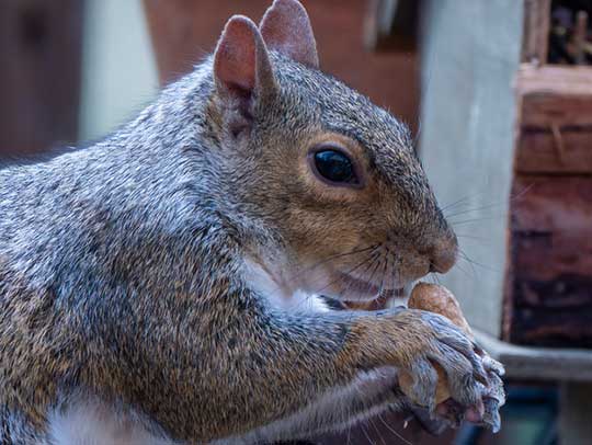 Critter Control® of Belmont, MA | Critter Control Boston