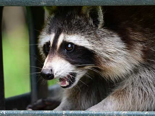 Critter Control® of Chestnut Hill, MA | Critter Control Boston