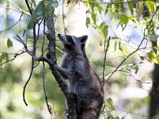 Critter Control® of Lexington, MA | Critter Control Boston