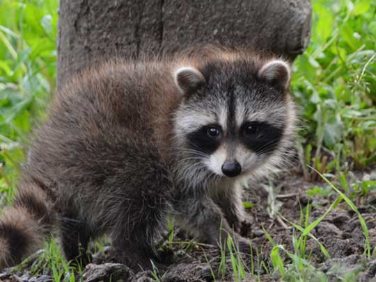 Critter Control® of Lincoln, MA | Critter Control Boston