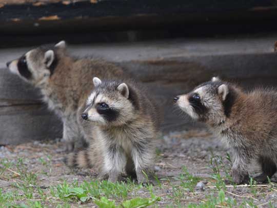 Critter Control® of Medford, MA | Critter Control Boston