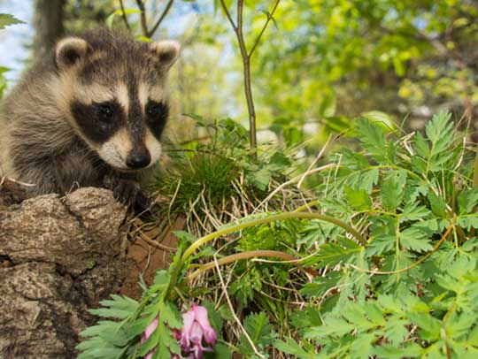 Critter Control® of Somerville, MA | Critter Control Boston