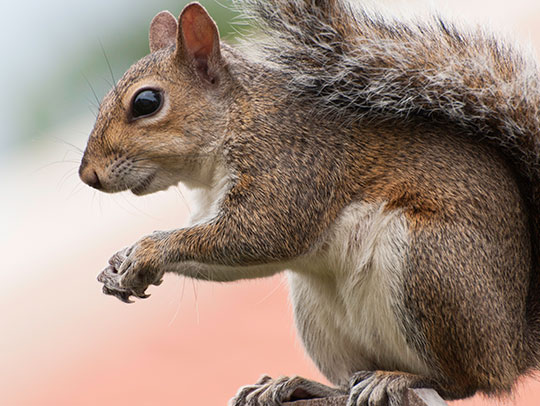 Critter Control® of Waltham, MA | Animal & Wildlife Removal | Critter ...