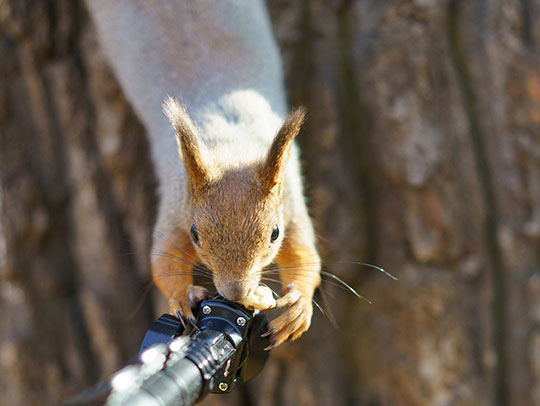 Critter Control® of Watertown, MA | Animal & Wildlife Removal | Critter ...