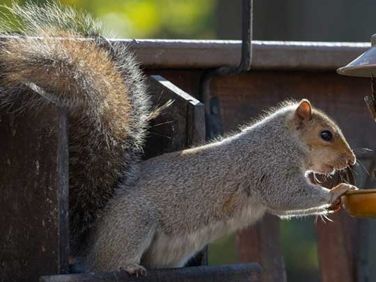 Critter Control® of Weston, MA | Critter Control Boston