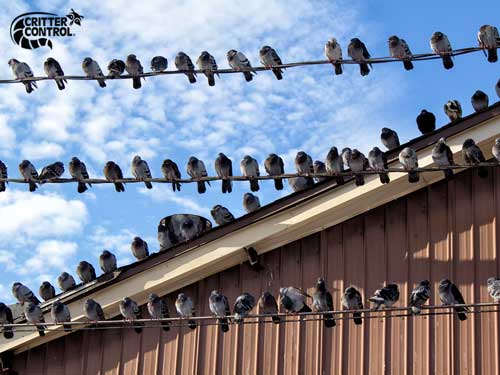 Critter Control® of Weymouth, MA | Critter Control Boston