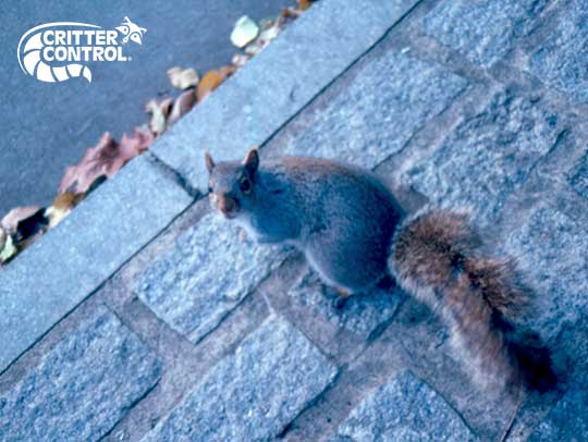 3 Effective Rodent Control Methods | Critter Control Boston