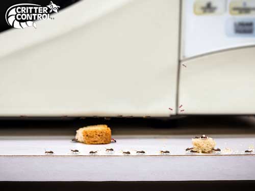 How to Keep Ants Out of Your Boston Home | Critter Control Boston