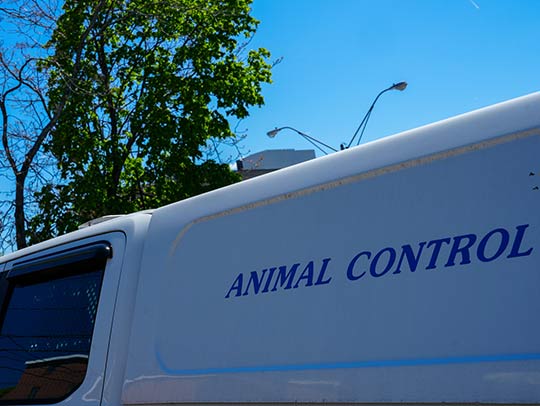The Impact of Urbanization on Animal Control Services in Boston ...
