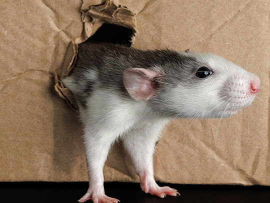 Mice Removal Canton, MA | Critter Control Boston