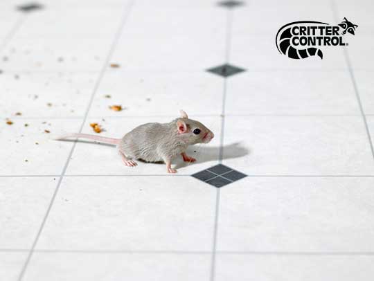 Mice removal store