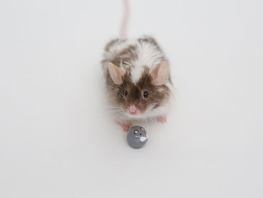 Mice Removal in Beverly, MA | Critter Control Boston