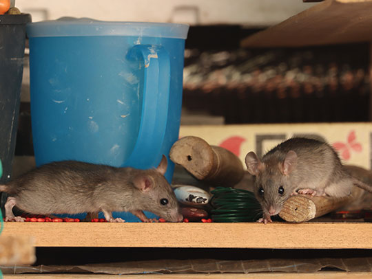 Mice Removal in Milton, MA | Critter Control Boston