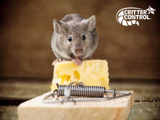 Mice Removal in Salem, MA | Critter Control Boston