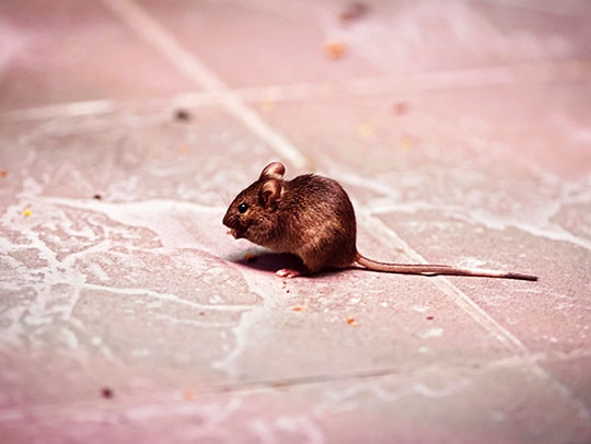 Mice Removal in Sharon, MA | Critter Control Boston