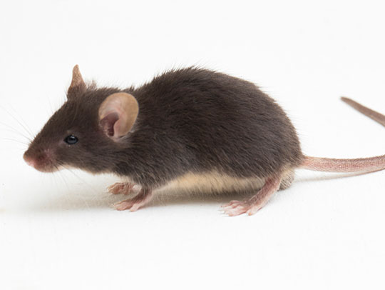 Mice Removal in Weymouth, MA | Critter Control Boston