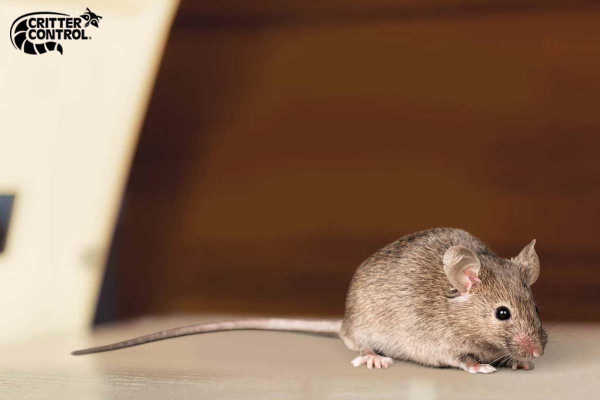 Mice Removal Wellesley, MA | Critter Control Boston