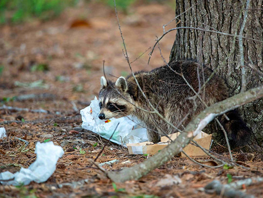 Raccoon Removal in Brookline, MA | Critter Control Boston