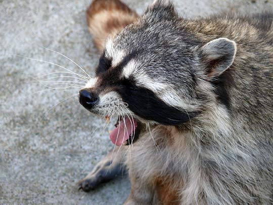 Raccoon Removal in Byfield, MA | Critter Control Boston