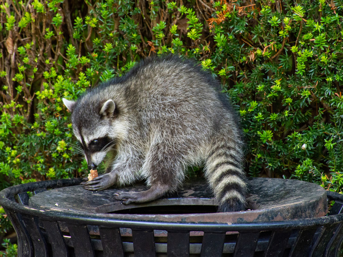 Raccoon Removal in Milton, MA | Critter Control Boston
