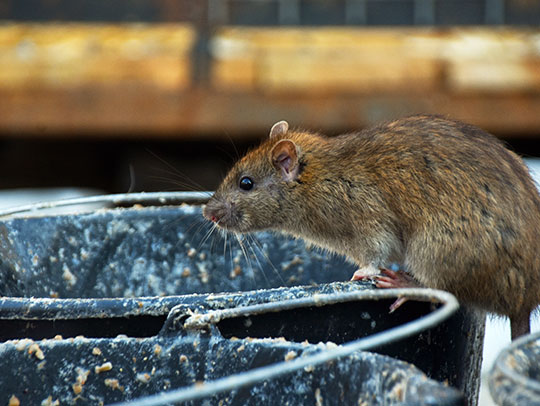 Rodent Removal in Westwood, MA | Critter Control Boston