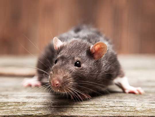 Rodent Removal in Weymouth, MA | Critter Control Boston