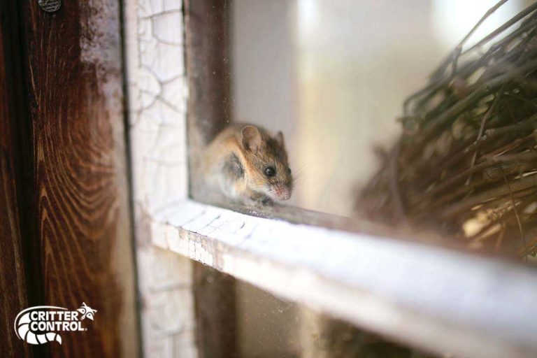 5 Signs of a Mouse or Rat Infestation in Your Home | Critter Control Boston