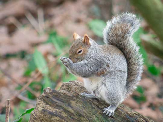 Squirrel Removal in Arlington, MA | Critter Control Boston