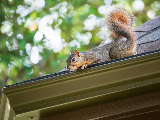 Squirrel Removal in Belmont, MA | Critter Control Boston