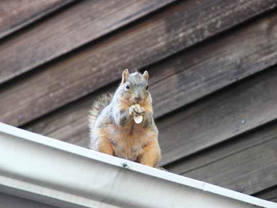 Squirrel Removal in Chestnut Hill, MA | Critter Control Boston