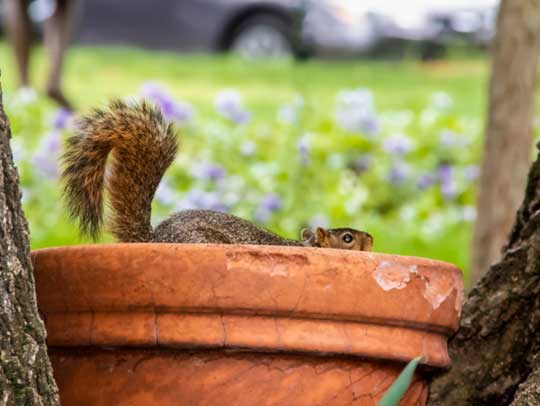 Squirrel Removal in Lawrence, MA | Critter Control Boston