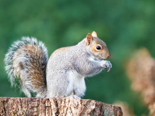 Squirrel Removal in Somerville, MA | Critter Control Boston
