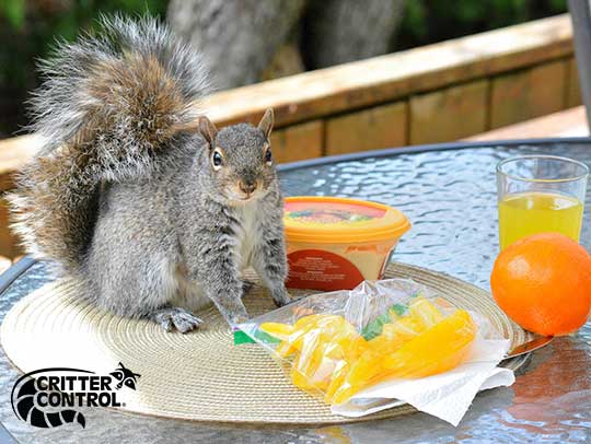 Squirrel Removal Hathorne, MA | Critter Control Boston