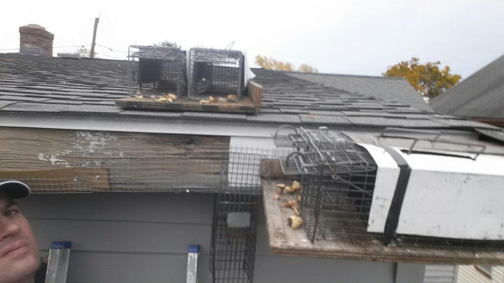 Wildlife Control Work | Critter Calls | Critter Control Boston
